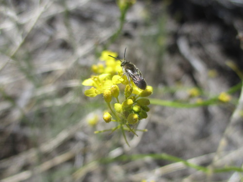 Lineolate Mini-Miner (Andrena lineolata) · iNaturalist