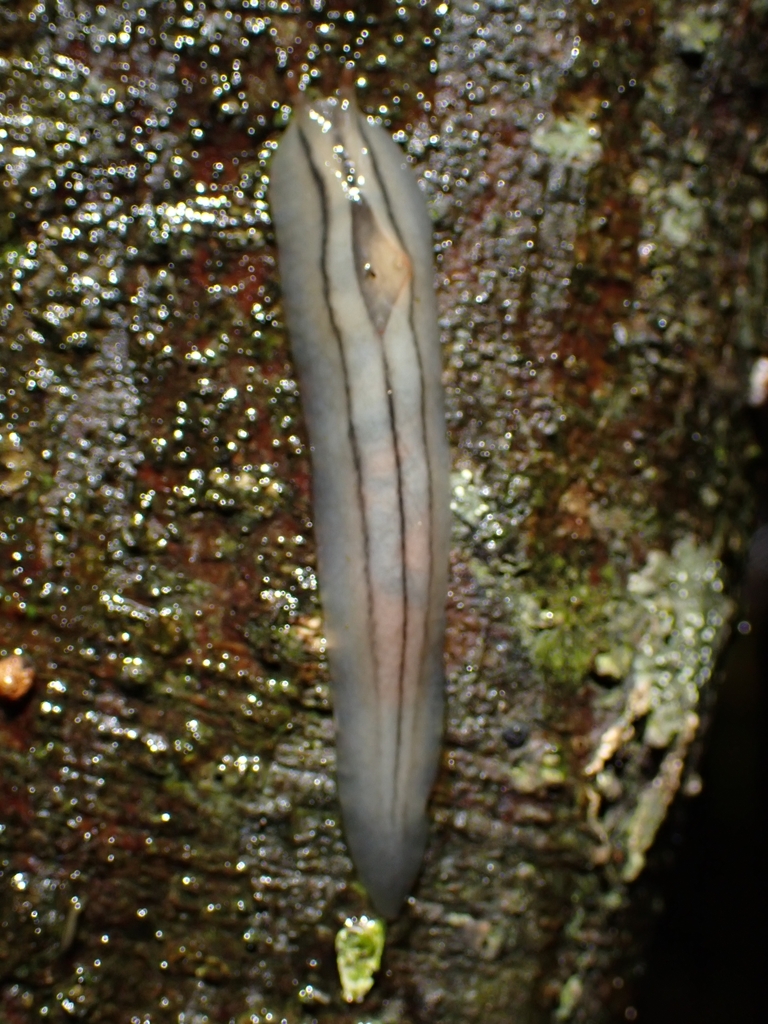 Red Triangle Slug in May 2024 by Michelle Colpus · iNaturalist