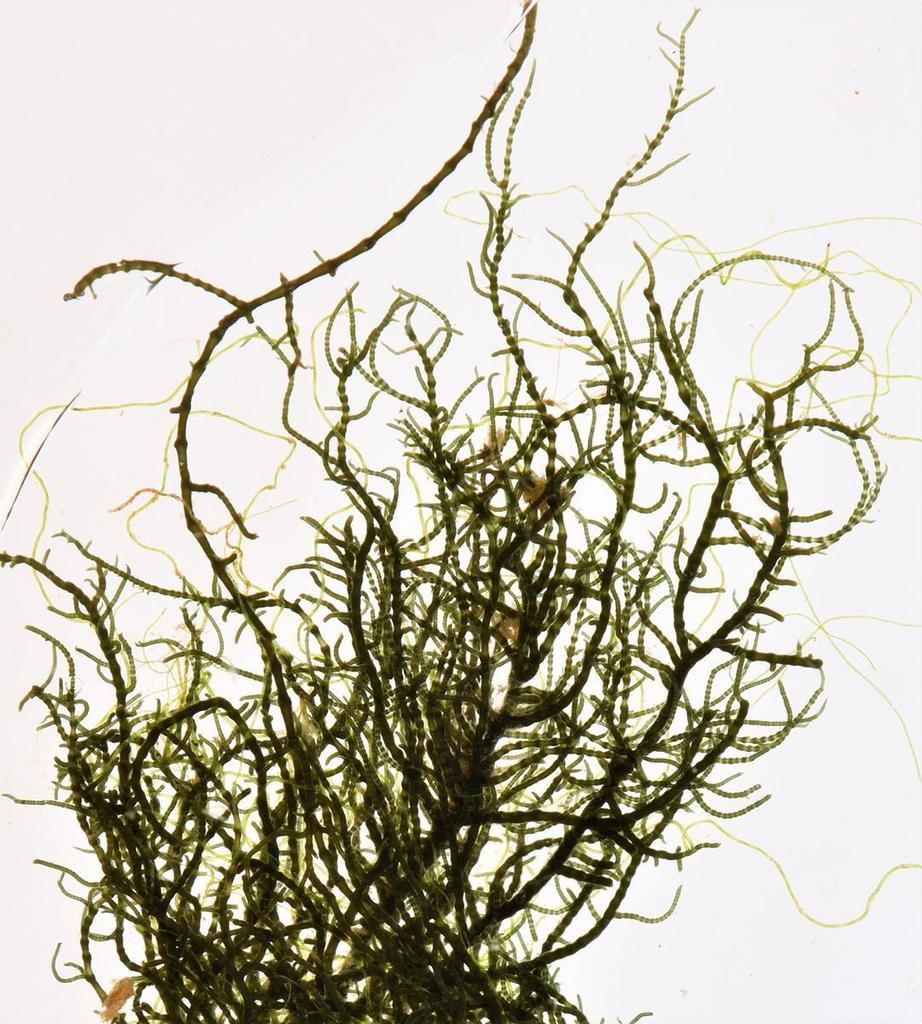 Frog-spawn Algae from Eastvaal District Council, South Africa on May 1 ...