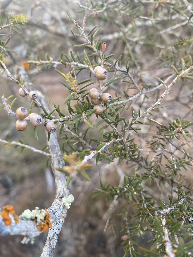 Moonah from Hallelujah Hills SA 5381, Australia on April 16, 2024 at 05 ...