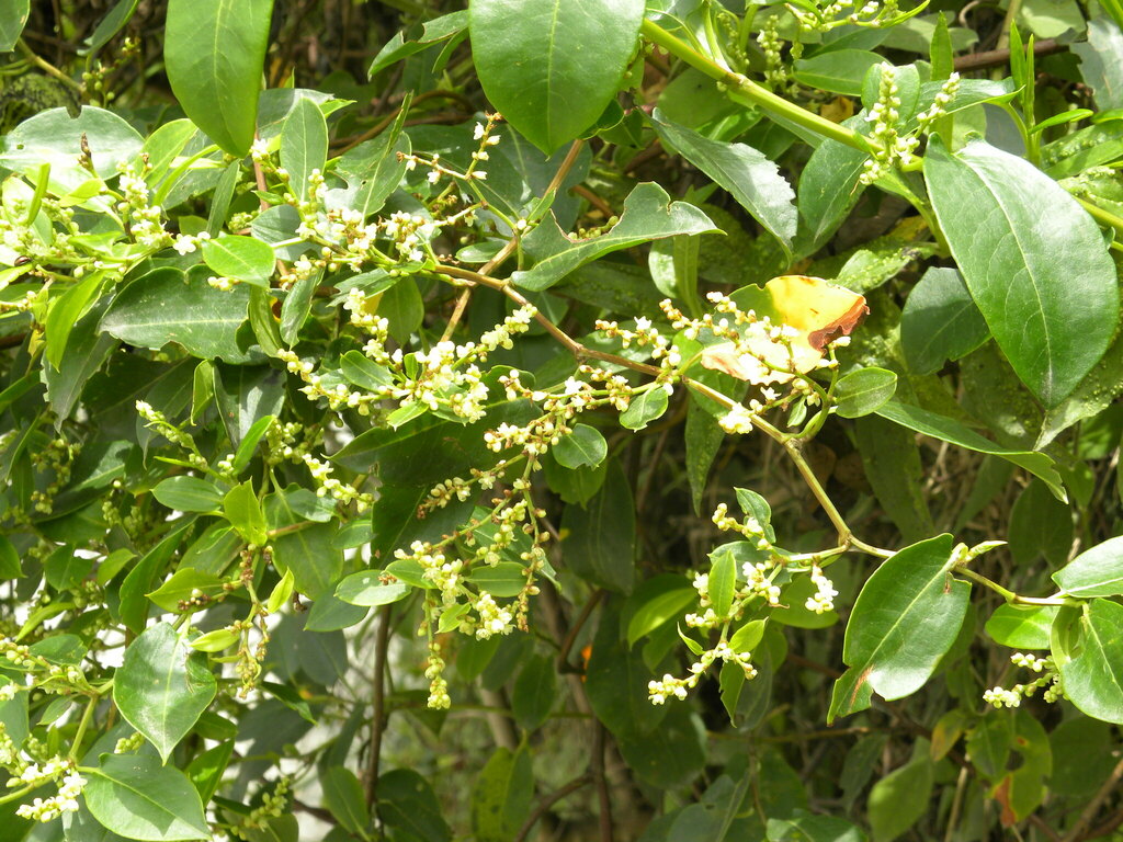 Muehlenbeckia tamnifolia from Cerro La Conejera, Suba, Bogotá, Colombia ...