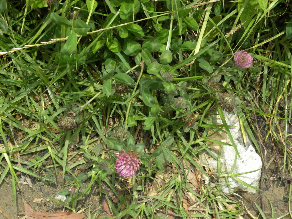 Red Clover from Cerro La Conejera, Suba, Bogotá, Colombia on April 29 ...