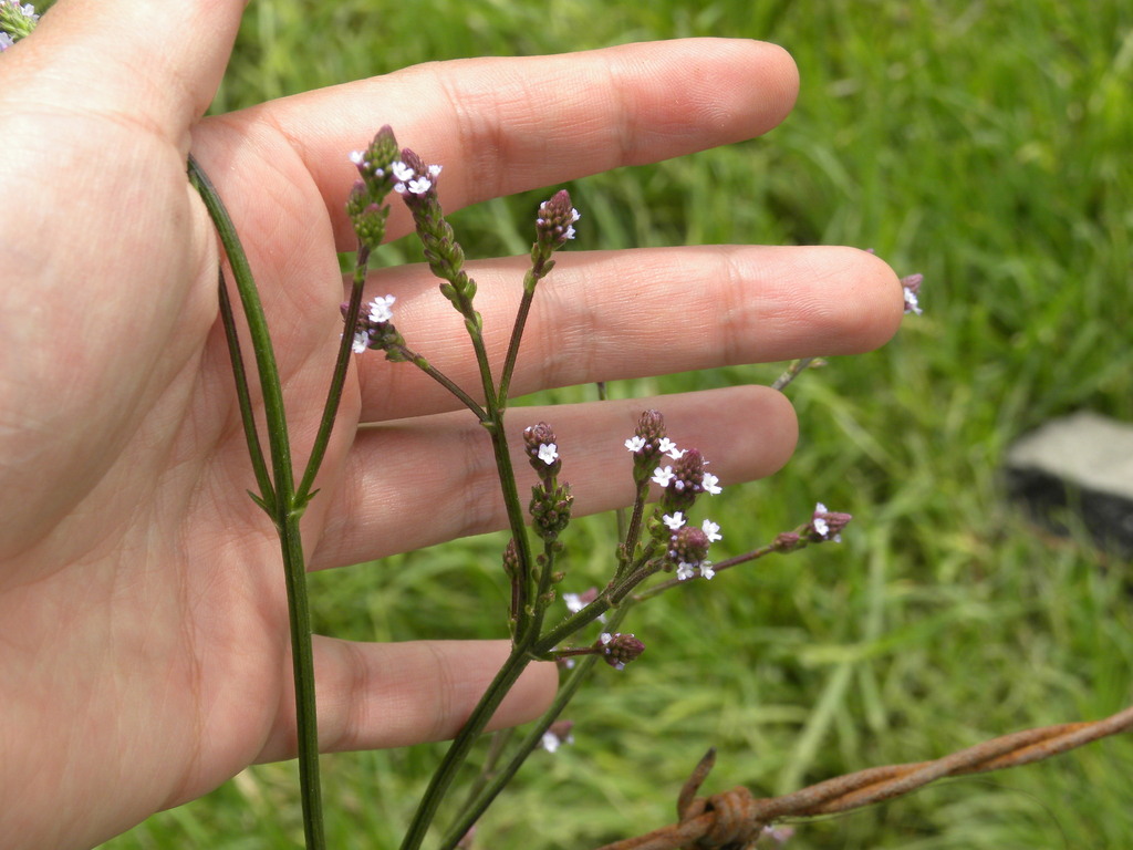 Seashore vervain from Cerro La Conejera, Suba, Bogotá, Colombia on ...
