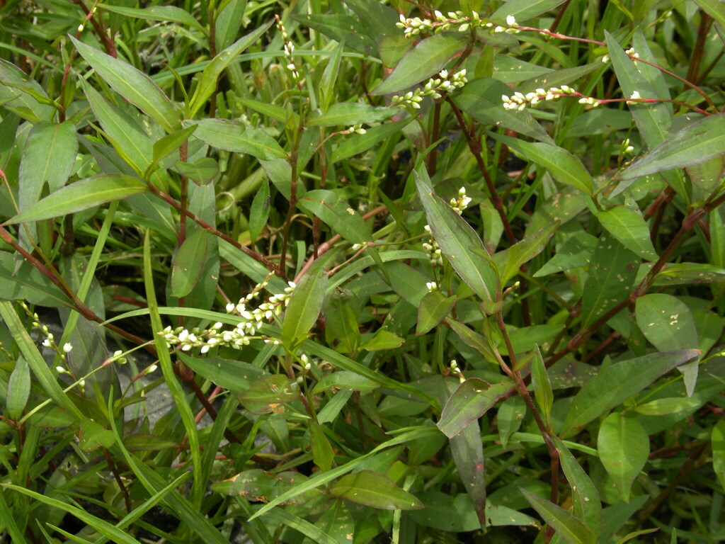 dotted knotweed from Cerro La Conejera, Suba, Bogotá, Colombia on April ...