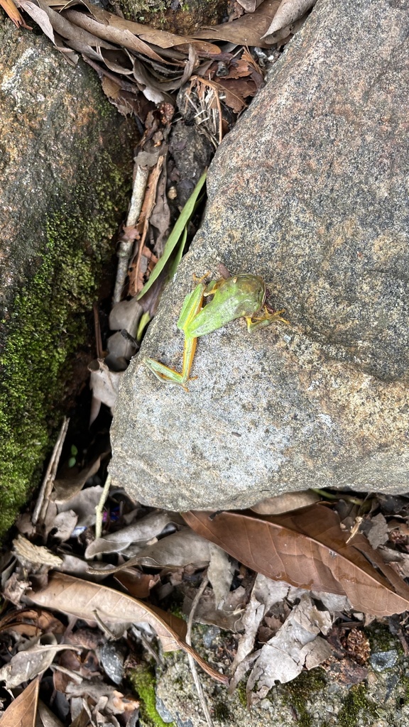 Round-snout pygmy frog in May 2024 by daryavdb · iNaturalist