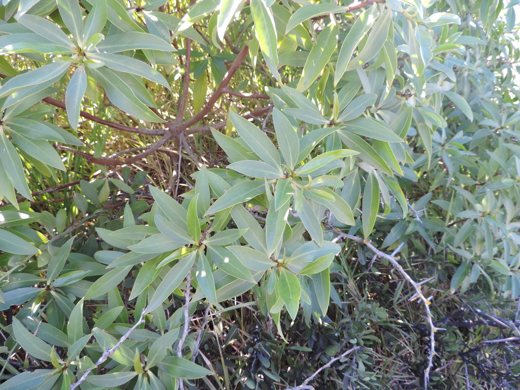 Australian Ngaio from Cape Town, South Africa on April 26, 2019 at 11: ...