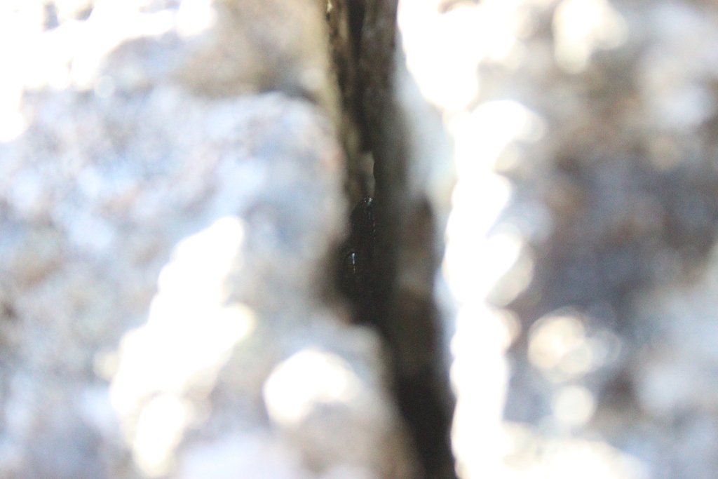 Waitaha Gecko in April 2024 by Noah Fenwick · iNaturalist