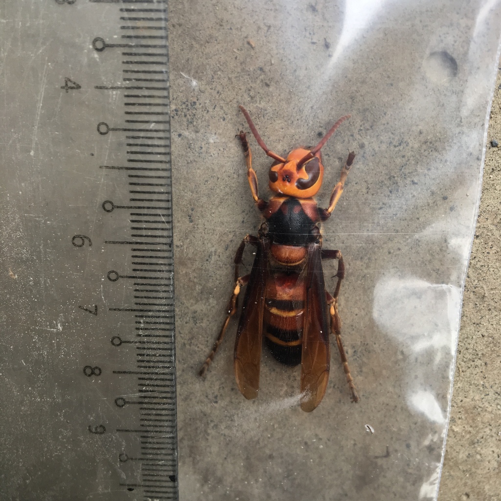 Black-tailed Hornet from 515, 大村鄉, , TW on May 01, 2019 at 10:38 AM by ...