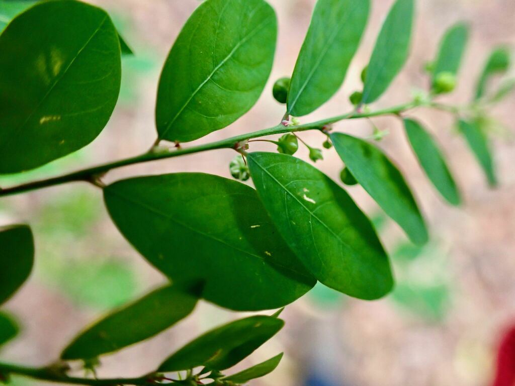 Mascarene Island leaf-flower from Burleigh Ridge Park Australia on ...