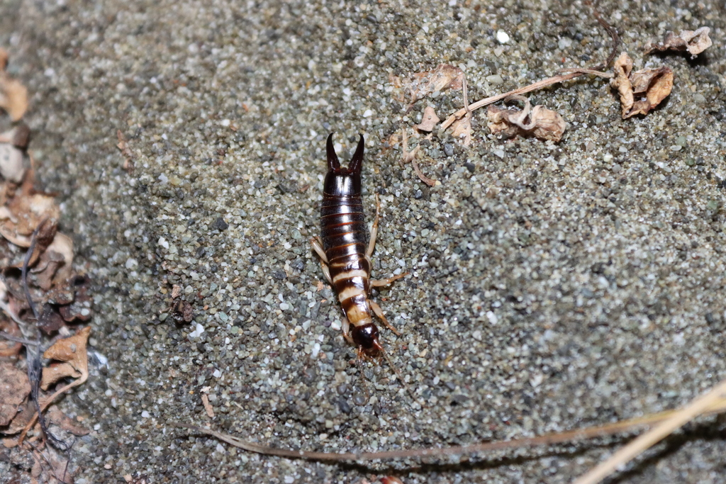 Mata from Birdlings Flat 7591, New Zealand on April 27, 2024 at 08:11 ...