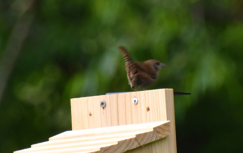 Eastern House Wren from Norton, WV 26285, USA on May 3, 2024 at 07:26 ...