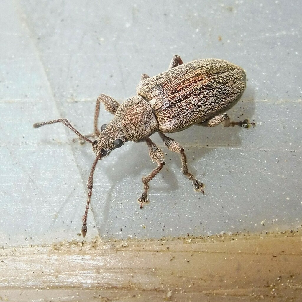 Common Leaf Weevil from Chase Wood, Tunbridge Wells on April 18, 2024 ...