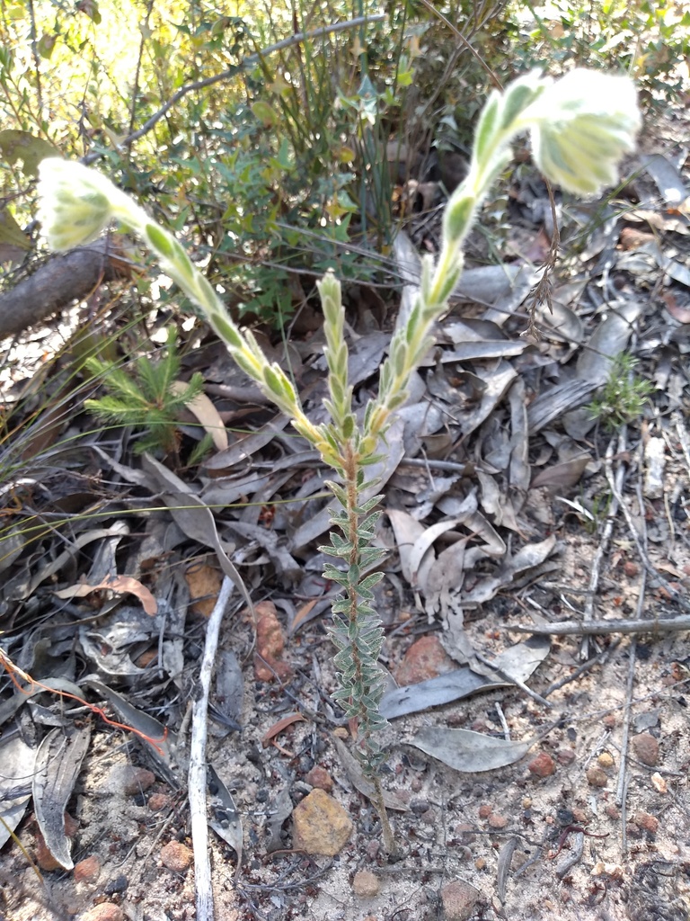 Woolly Rice-flower from Laharum VIC 3401, Australia on December 2, 2020 ...