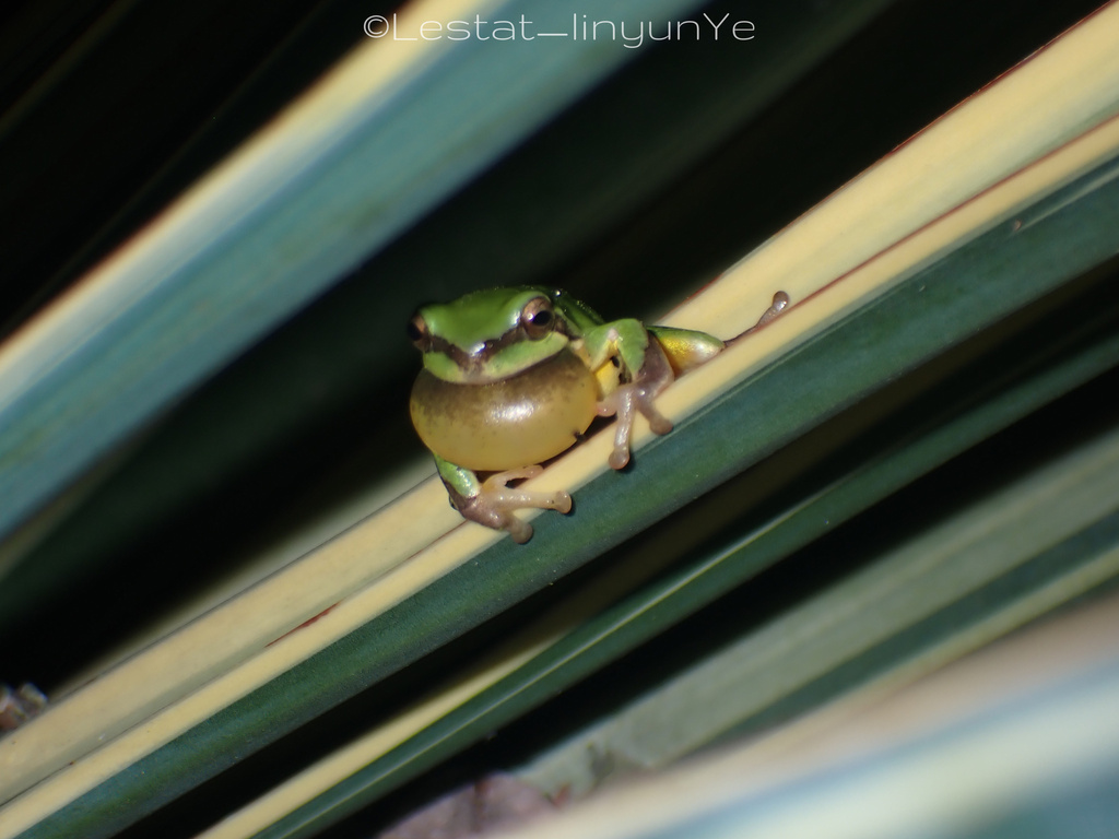Common Chinese Tree Frog from 普陀区海岛公园, 舟山市, 浙江省, CN on May 2, 2024 at ...