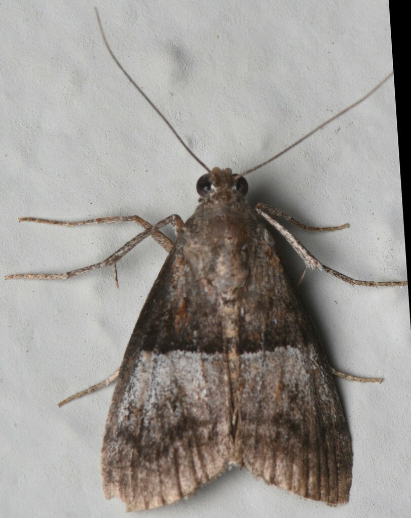 Pine Webworm Moth from Miami-Dade County, FL, USA on April 28, 2024 at ...