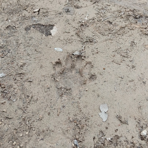 Raccoon Tracks – NatureTracking