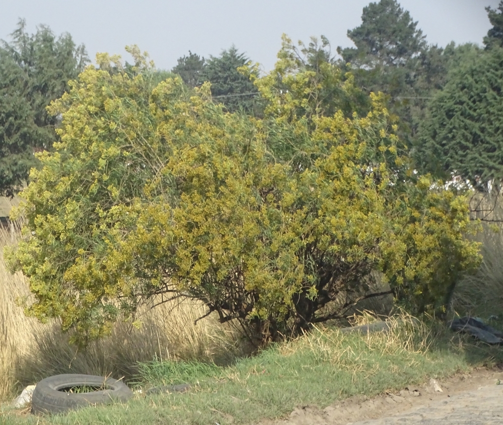 Willow Ragwort from Av. de la Felicidad, 14710 CDMX, México on April 28 ...