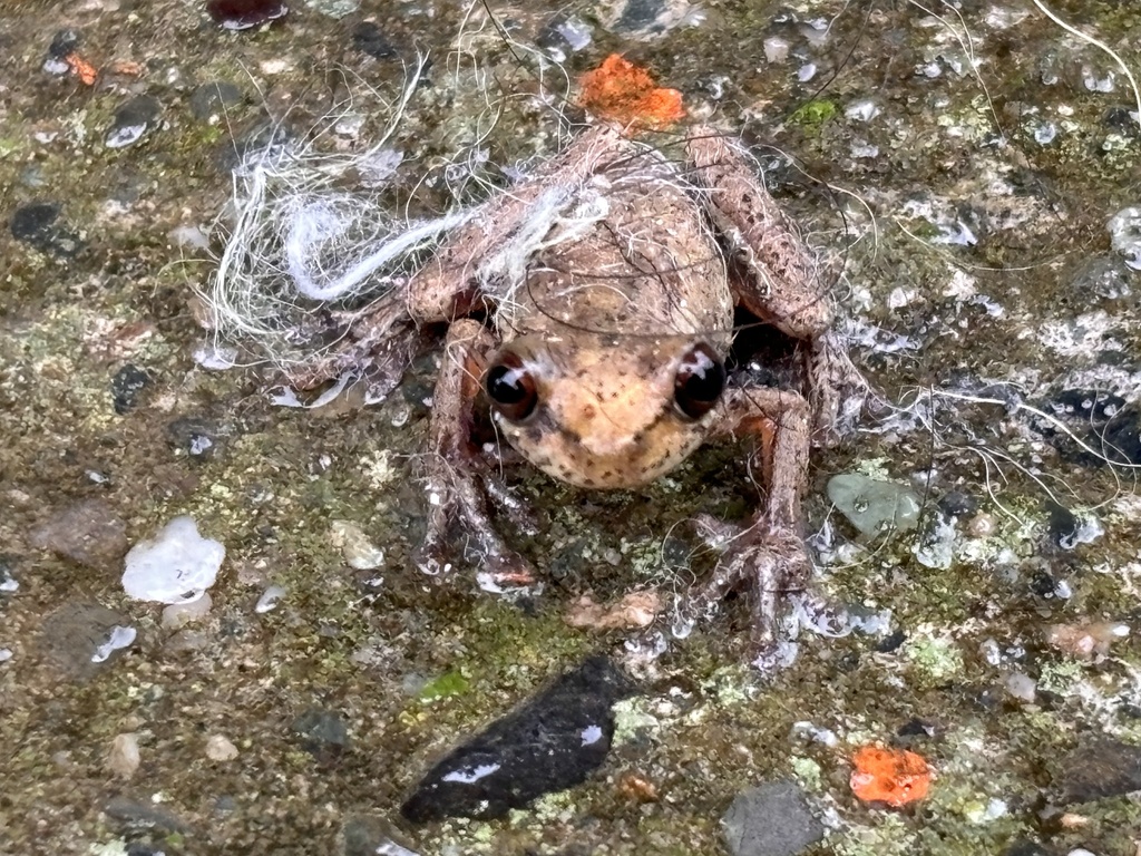 Boettger's Colombian Tree Frog from Versalles, Versalles, Valle Del ...