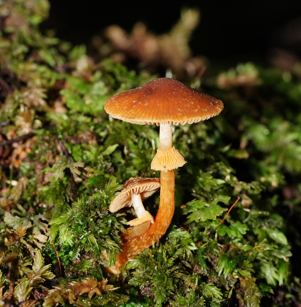 Descolea recedens (SACF (Setia Alam Community Forest) Fungi Field Guide ...