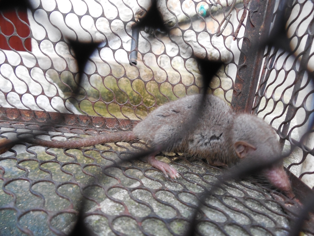 Asian House Shrew from Ningde, CN-FJ, CN on February 16, 2015 at 05:03 ...