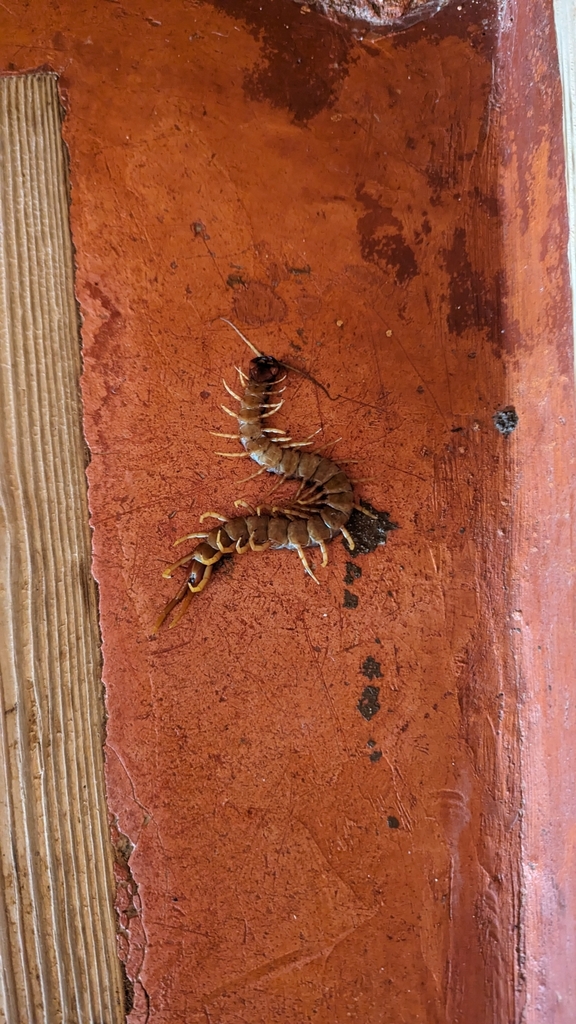 Caribbean Giant Centipede from Sabana De La Mar, Dominican Republic on ...