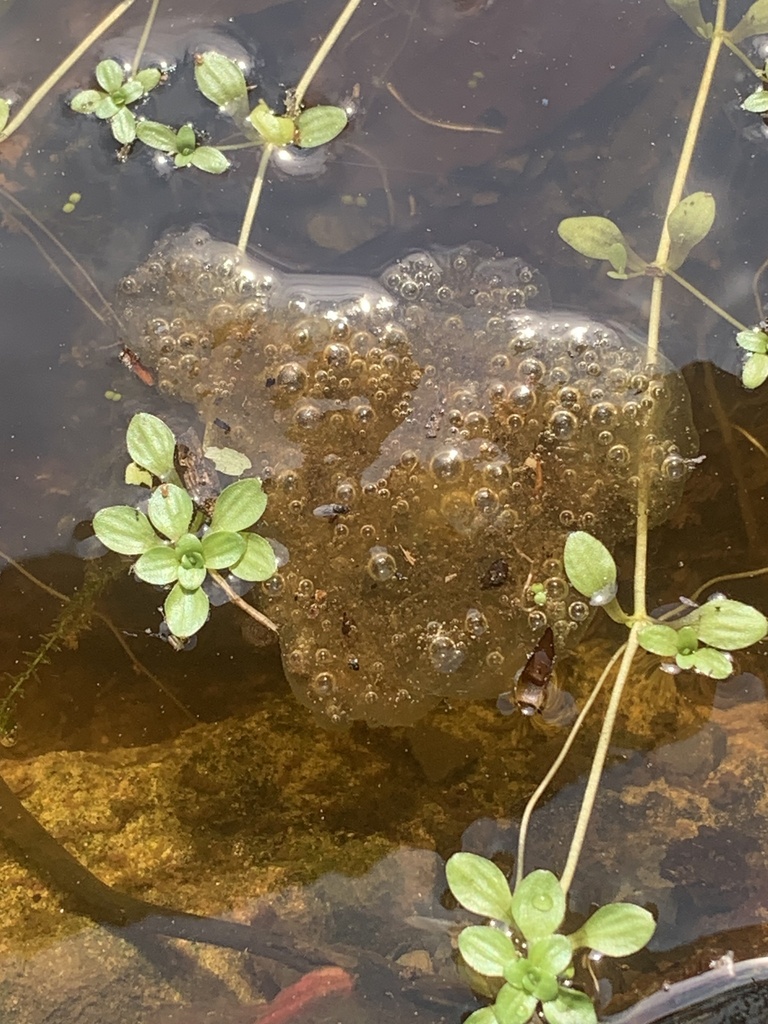 Diatoms from Castle Road, Cookstown, Northern Ireland, GB on May 3 ...