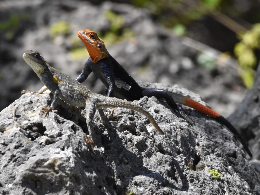 Peters's Rock Agama from Miami-Dade County, FL, USA on April 25, 2024 ...