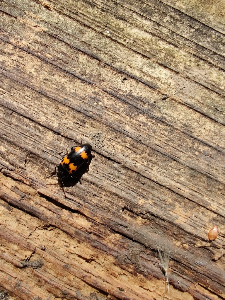 Red-banded Fungus Beetle in May 2024 by captainhurricane · iNaturalist