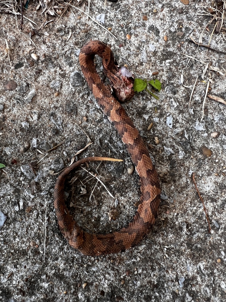 Northern Cottonmouth from Mt Nebo Rd, Marion, AL, US on May 1, 2024 at ...