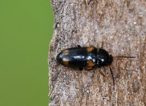 Mycetochara quadrimaculata · iNaturalist