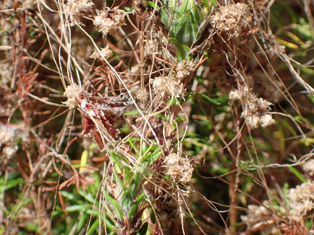 Clover Dodder from 33930 Vendays-Montalivet, Frankrijk on August 10 ...