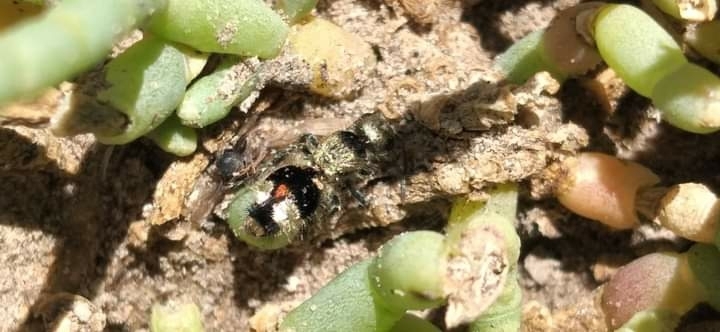 Tallium from Toay, La Pampa, Argentina on February 15, 2024 by ...