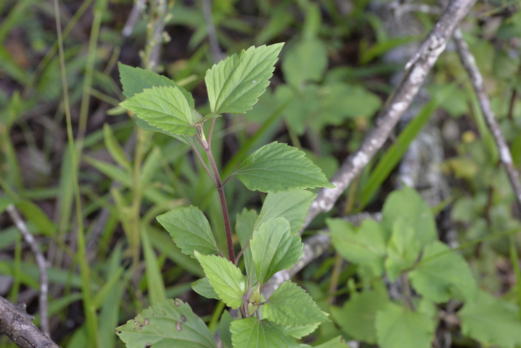 sticky snakeroot from Coffs Harbour NSW, Australia on May 02, 2019 at ...