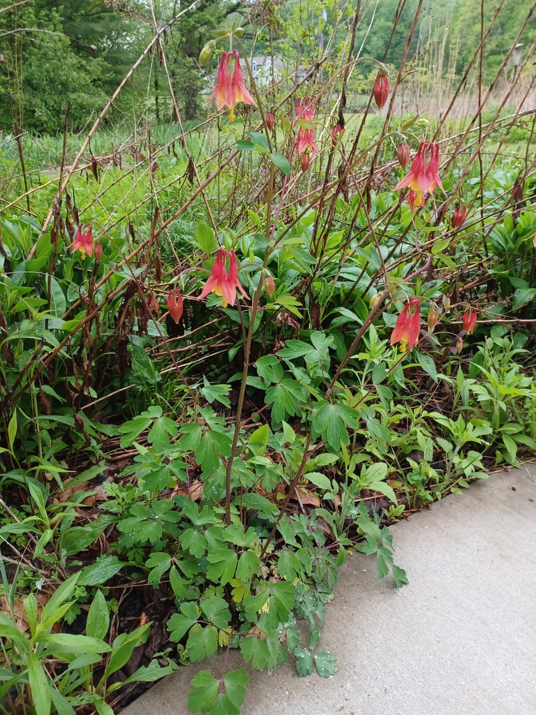 red columbine from Liberty Township, IN, USA on May 3, 2024 at 09:10 AM ...
