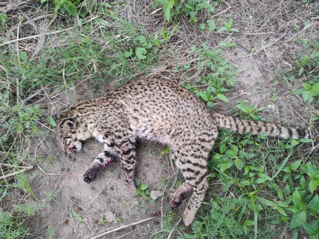 Geoffroy's Cat from Los Ombúes, departamento Garay, Santa Fe, Argentina ...