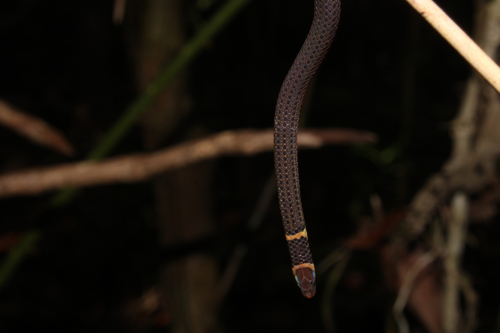Zamboanga Burrowing Snake from Baliguian, Zamboanga del Norte ...