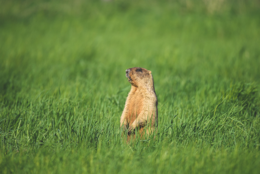 Bobak Marmot (Marmota bobak) - Know Your Mammals
