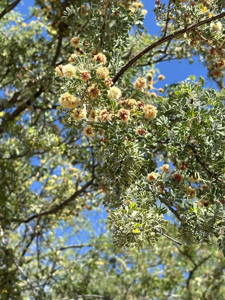 Palo Blanco from Loreto, B.C.S., México on April 29, 2024 at 02:54 PM ...