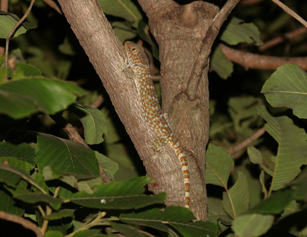 Tokay Gecko from Bang Phra, Si Racha District, Chon Buri, Thailand on ...