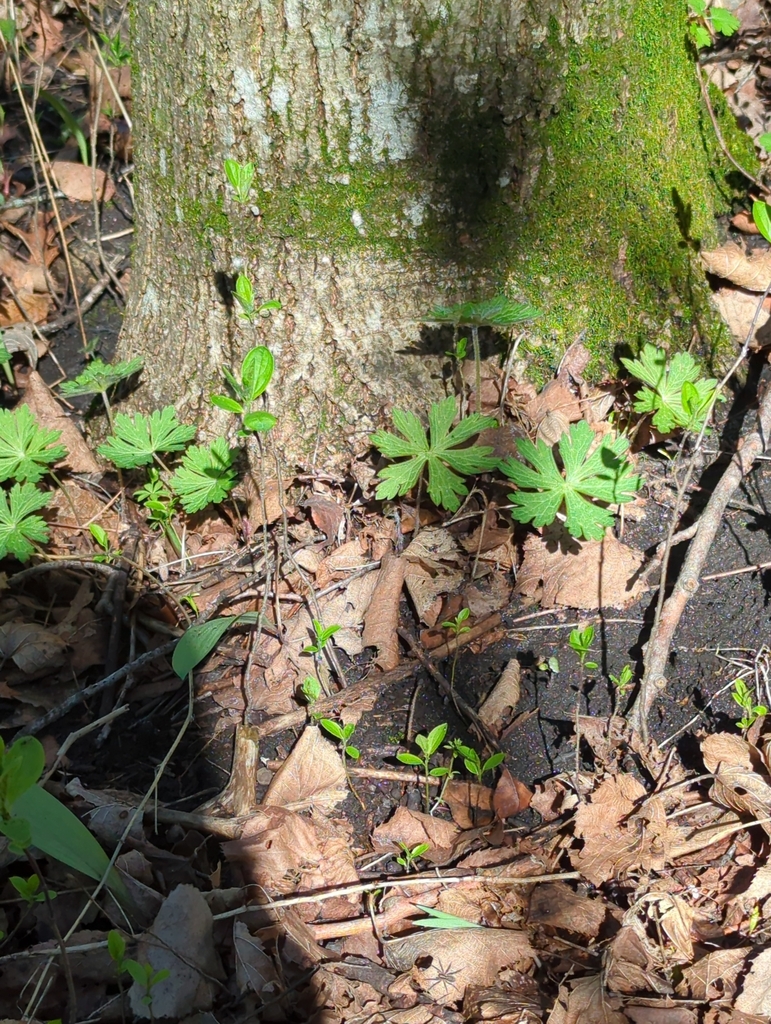 wild geranium from Owatonna Township, MN 55060, USA on May 03, 2024 at ...
