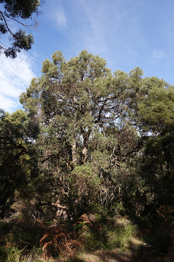 Brown-top Stringybark from Boneo VIC 3939, Australia on April 30, 2019 ...