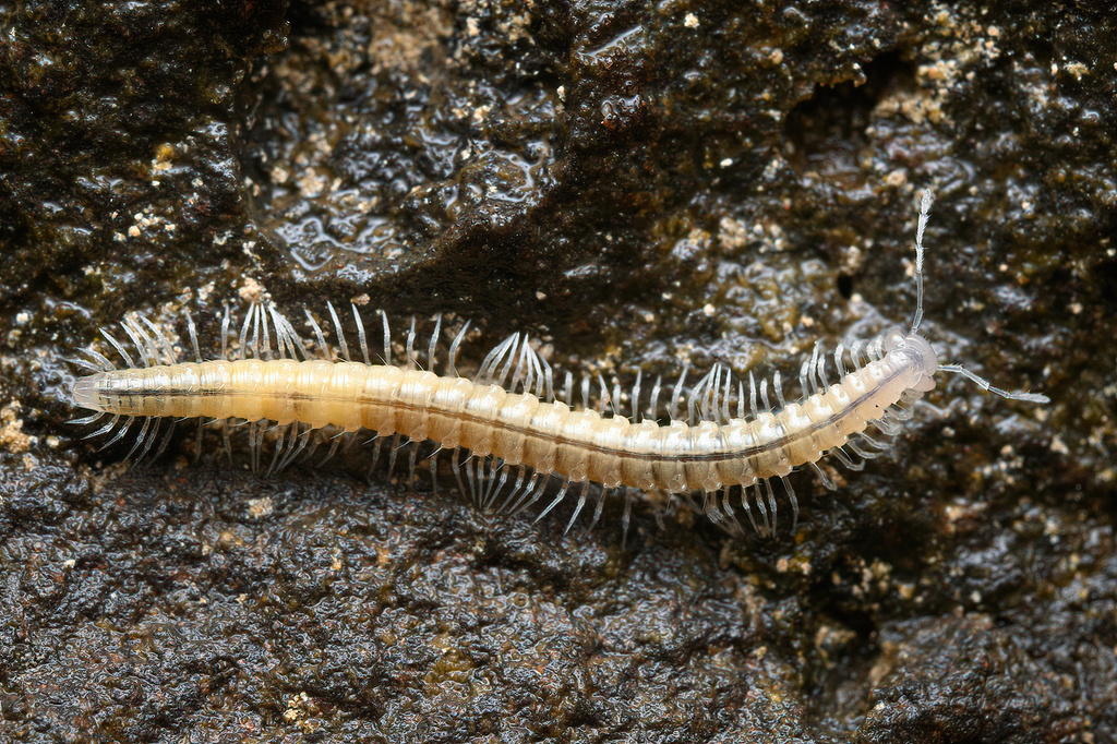 Plumatyla humerosa from Shasta County, CA, USA on April 5, 2024 at 05: ...