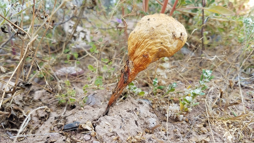 Termite Inkcaps from Puertacitos, Baja California, Mexico on February 2 ...