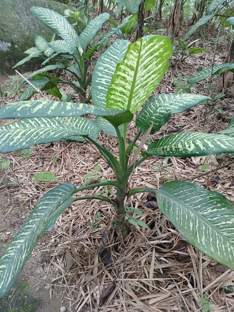 tuftroot from Floridablanca, Santander, Colombia on April 28, 2024 at ...