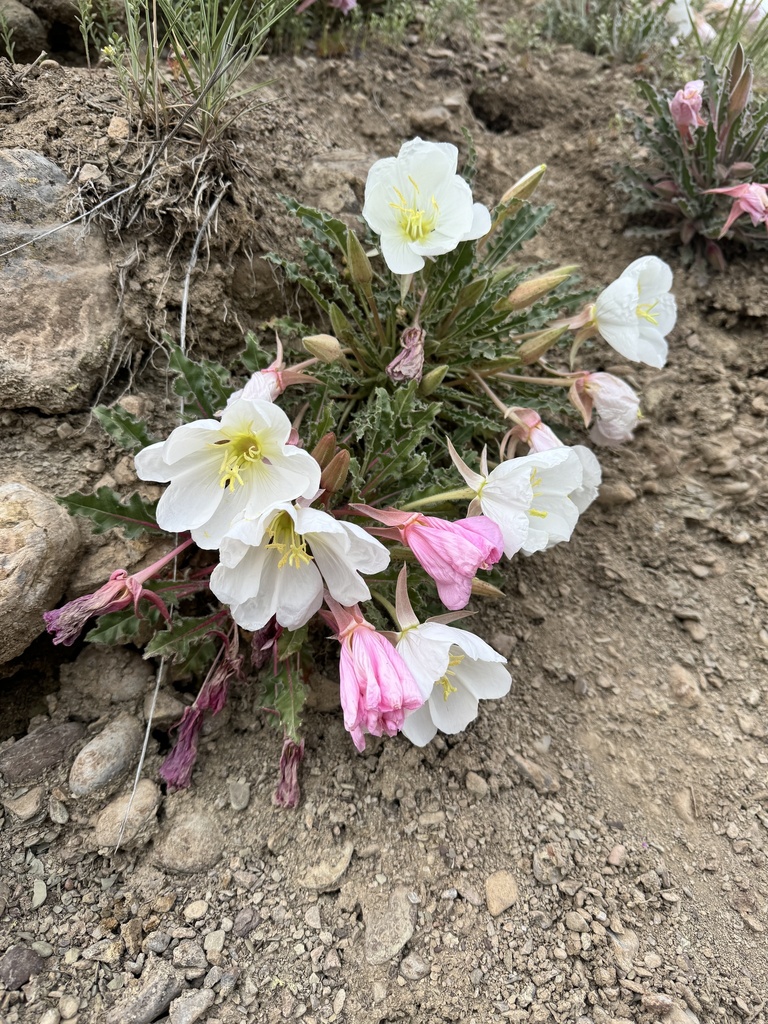 fragrant evening primrose from Uinta-Wasatch-Cache National Forest ...