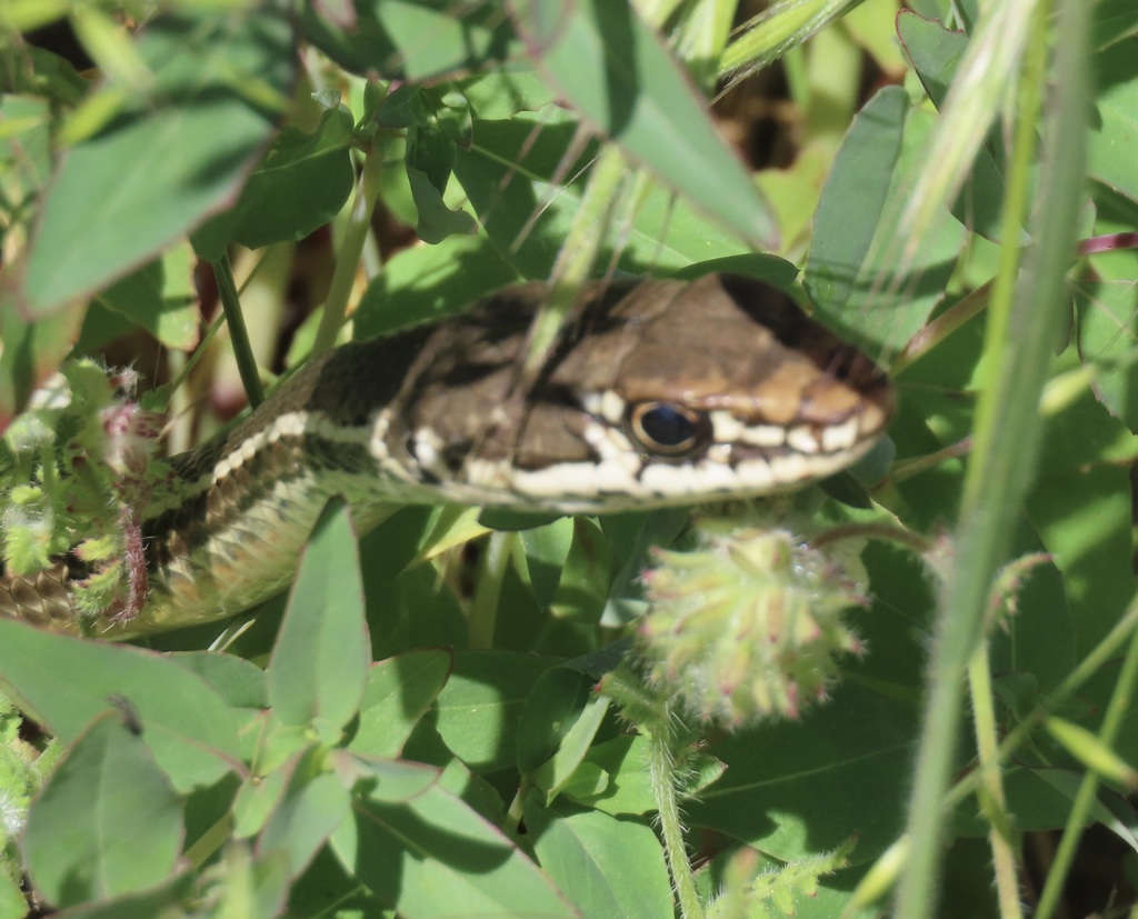 California Striped Racer from Piney Creek Rd, California 93927, USA on ...