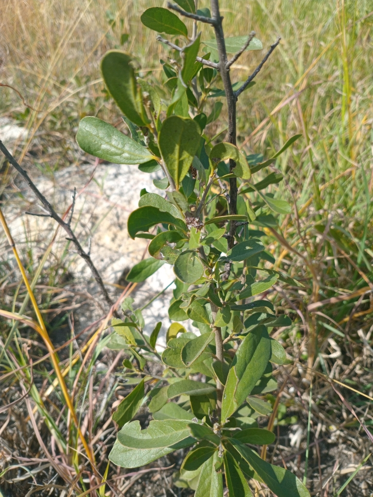 Bluebush from Ngaka Modiri Molema, ZA-NW, ZA on April 26, 2024 at 10:09 ...