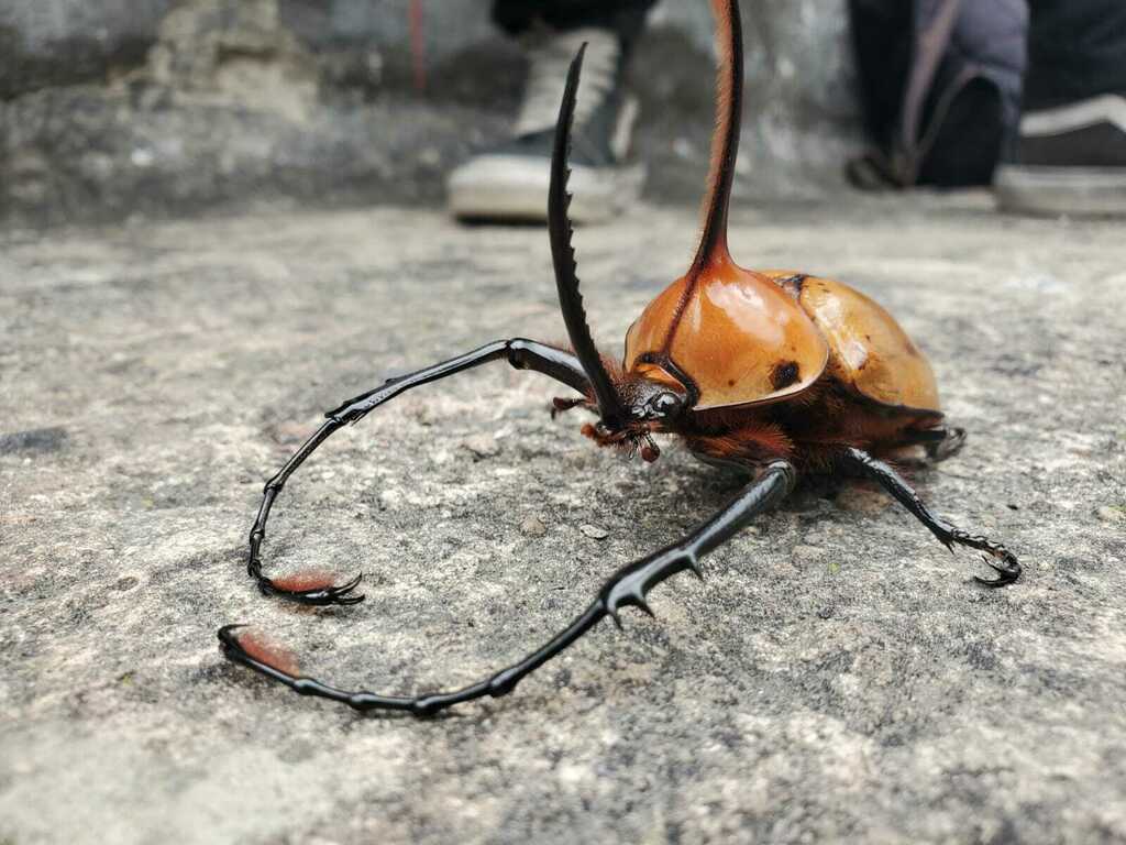 Caliper beetle from Cra. 3 #N° 26 A - 40, Bogotá, Colombia on May 2 ...