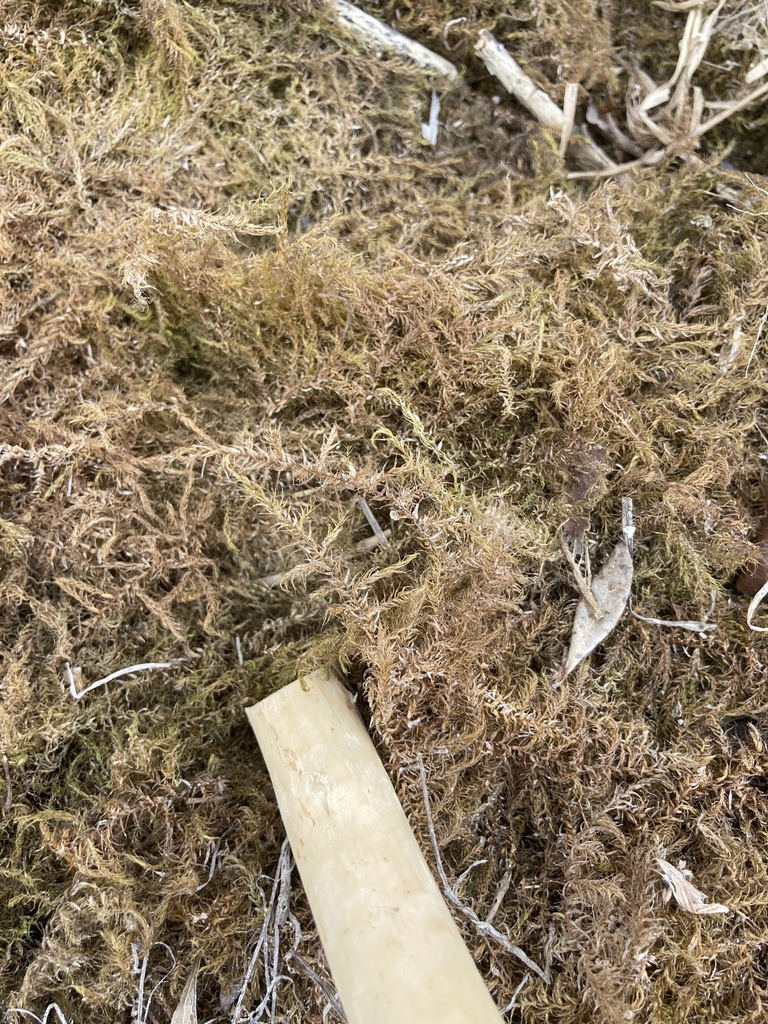 Kneiff's hook-moss from Southwest Calgary, Calgary, AB, Canada on April ...