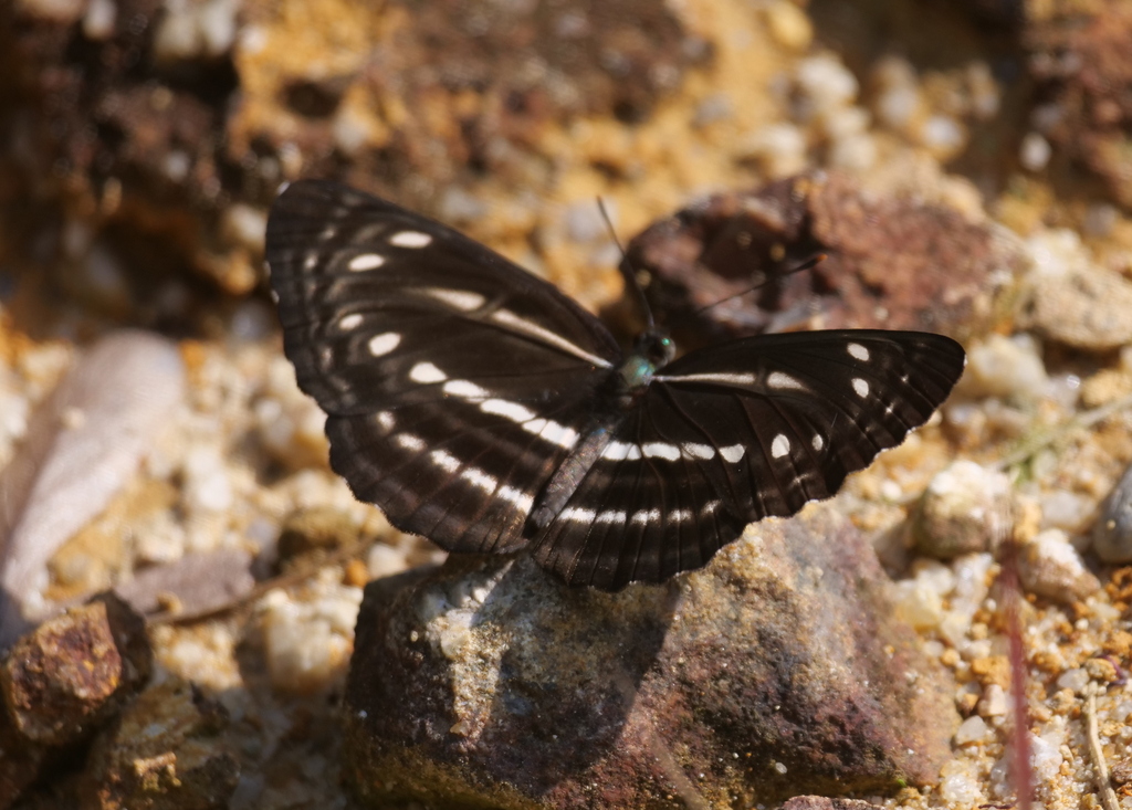 Sullied Brown Sailer from Ledong Li Autonomous County, Hainan, China on ...
